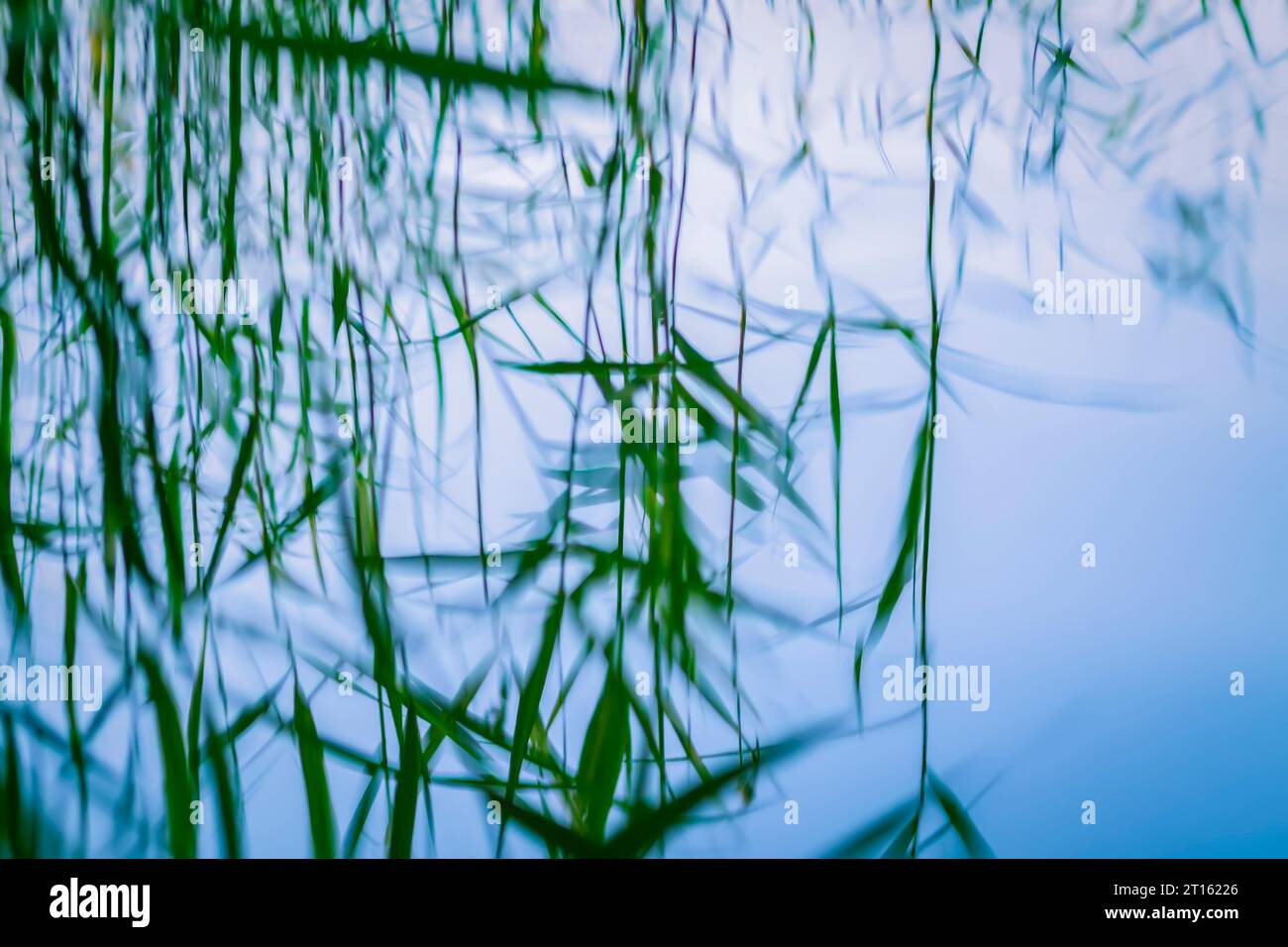 Sedge water plants reflecting in water Stock Photo - Alamy