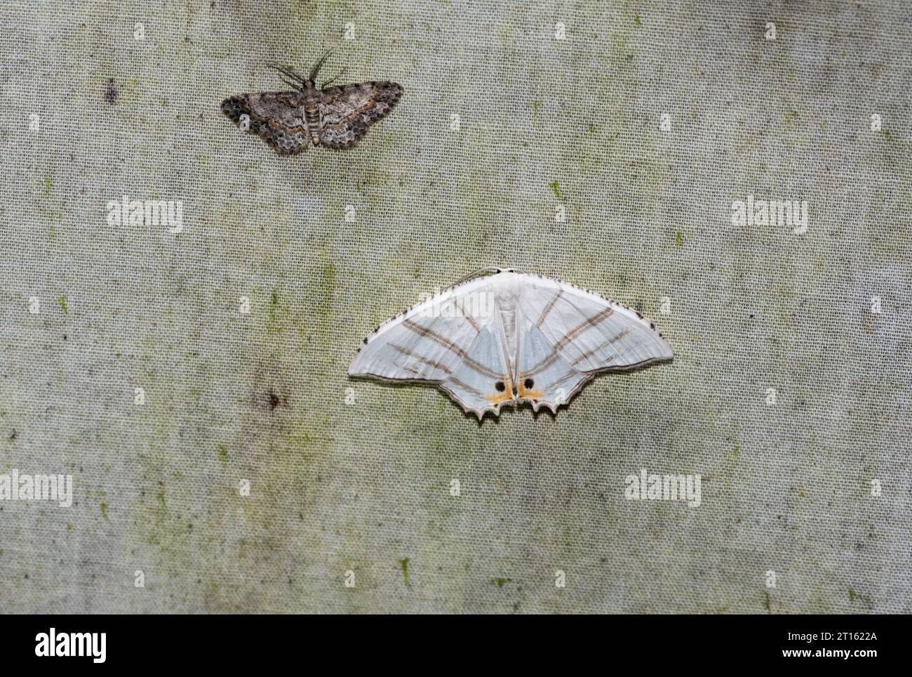 A Swallowtail moth (Morphomima/Epiplema albipennaria) on a moth trap in ...