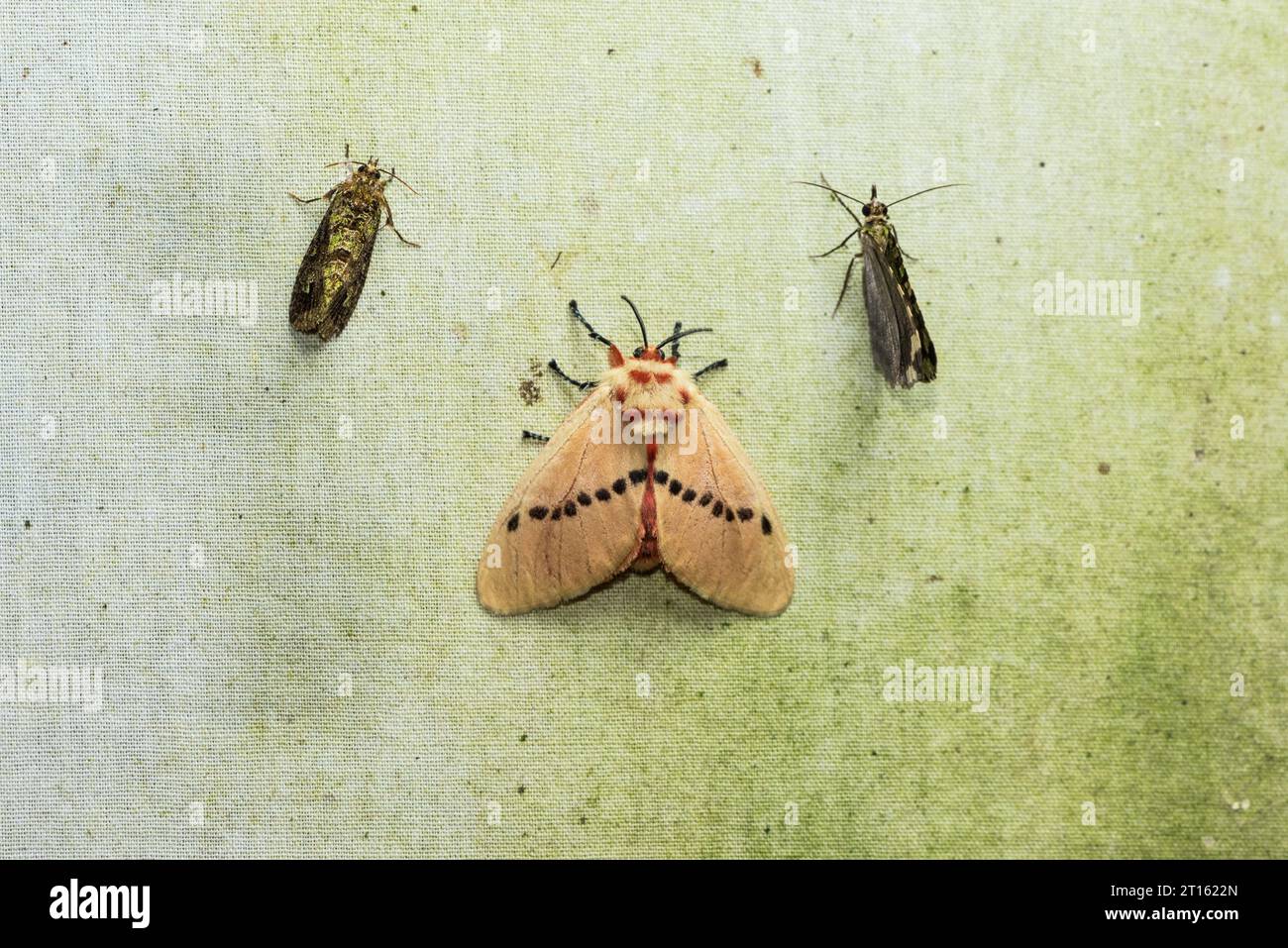 Moth lepidoptera ecuador hi-res stock photography and images - Alamy