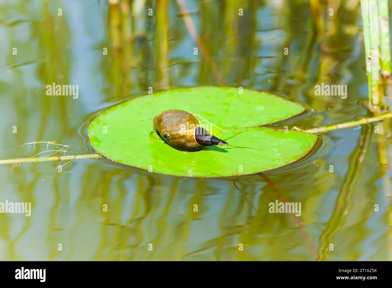Shell on the green water plant leaf Stock Photo - Alamy