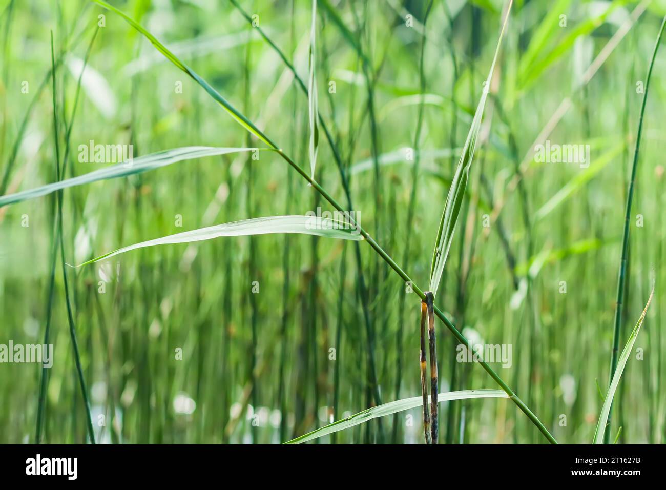 Sedge water plants reflecting in water Stock Photo - Alamy