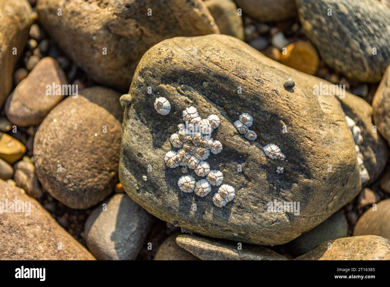 Close-up small shells attached to a rock at the beach in Invergordon ...