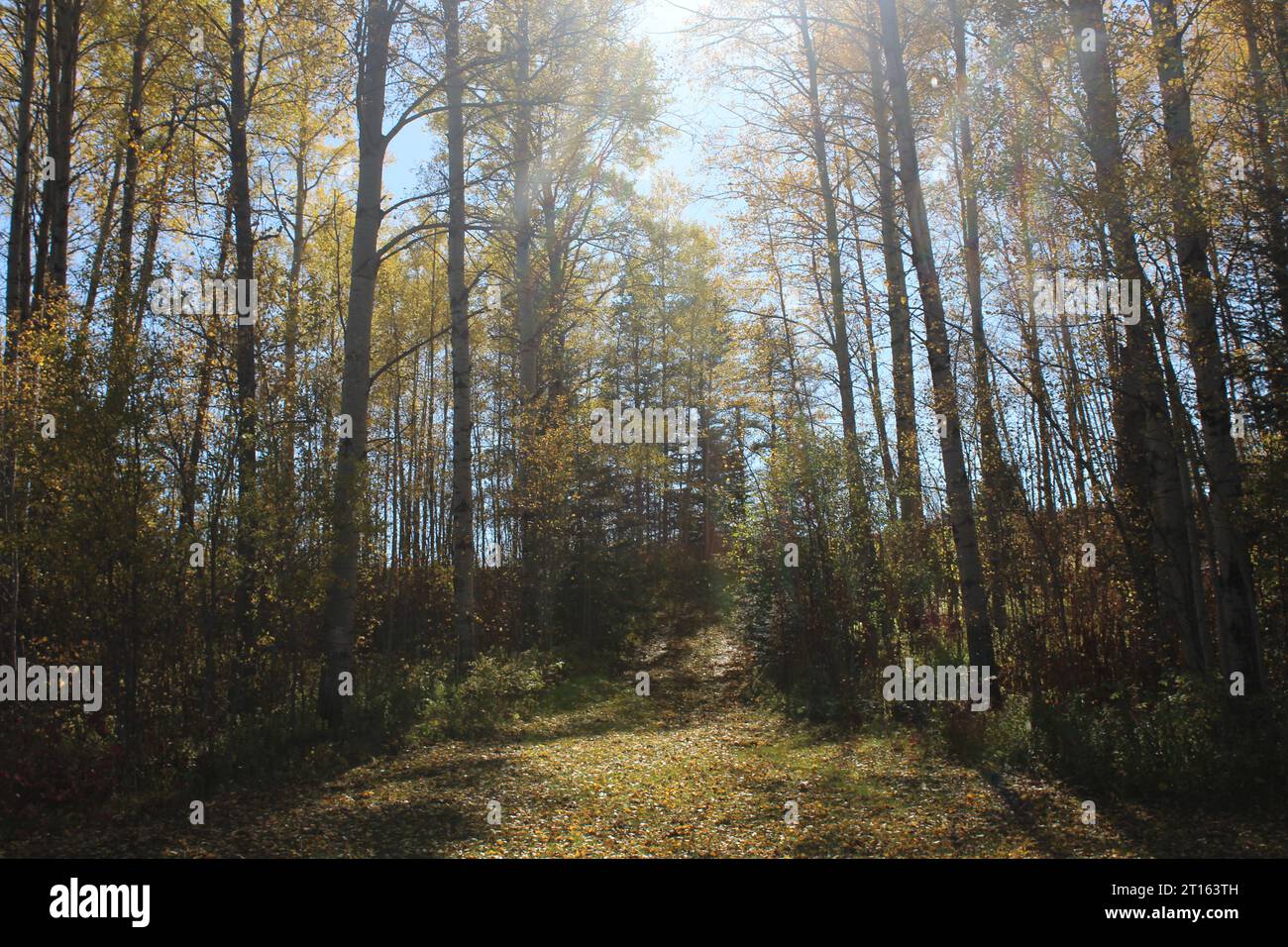 Tall birch trees bright hi-res stock photography and images - Alamy