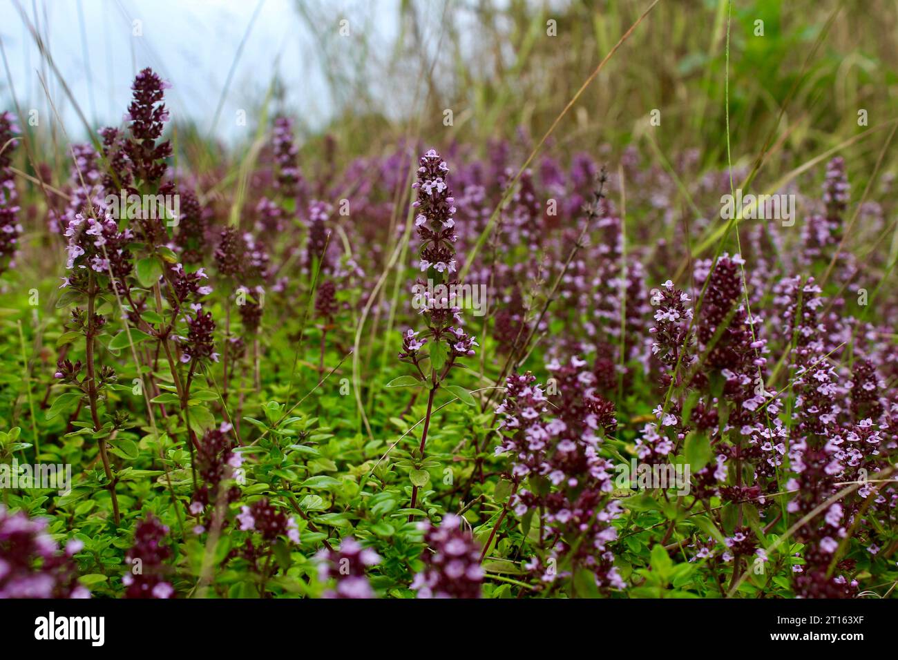 Beautiful tall purple flowers hi-res stock photography and images - Alamy