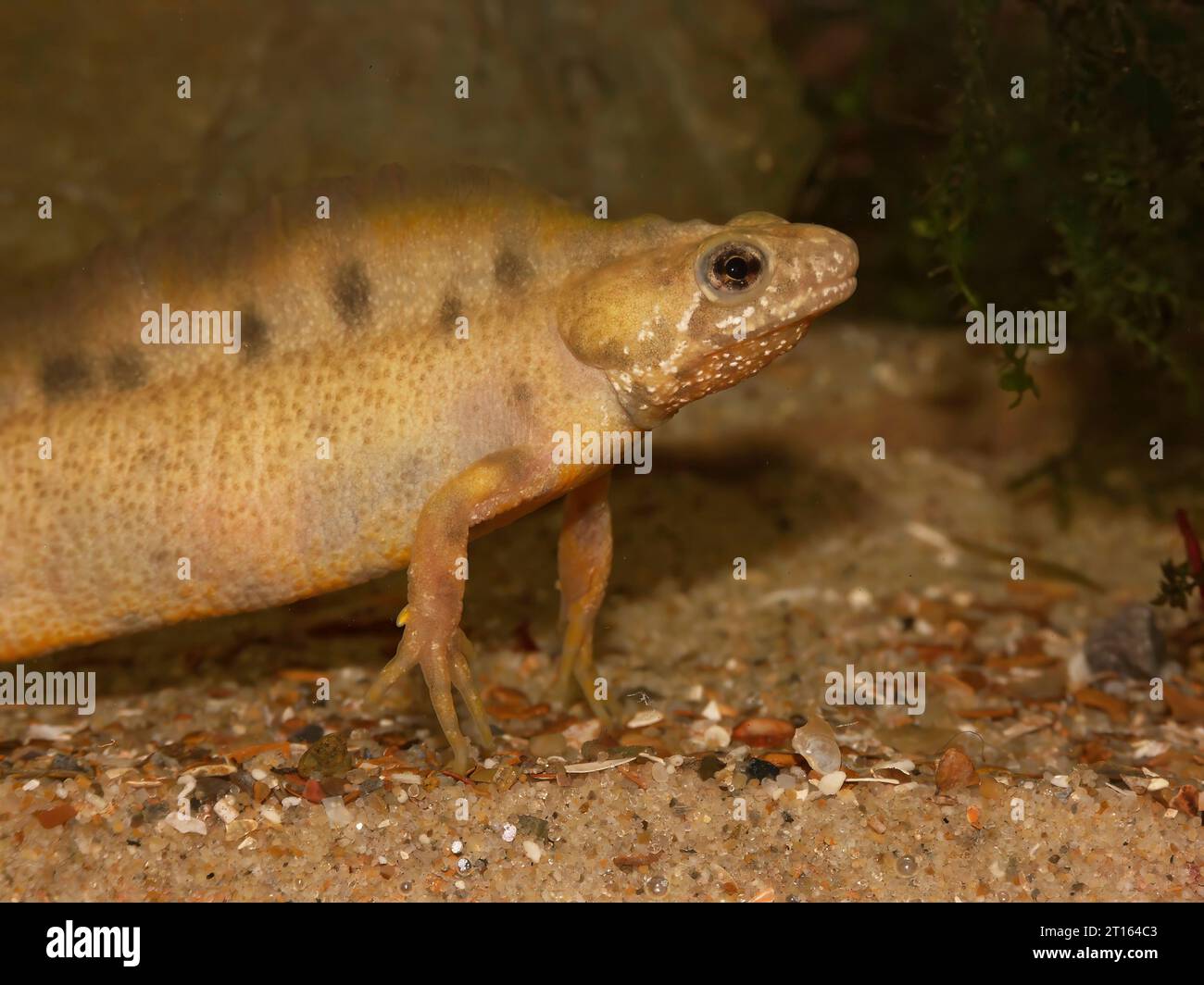 Underwater closeup on an aquatic male white abnormal colored Italian ...