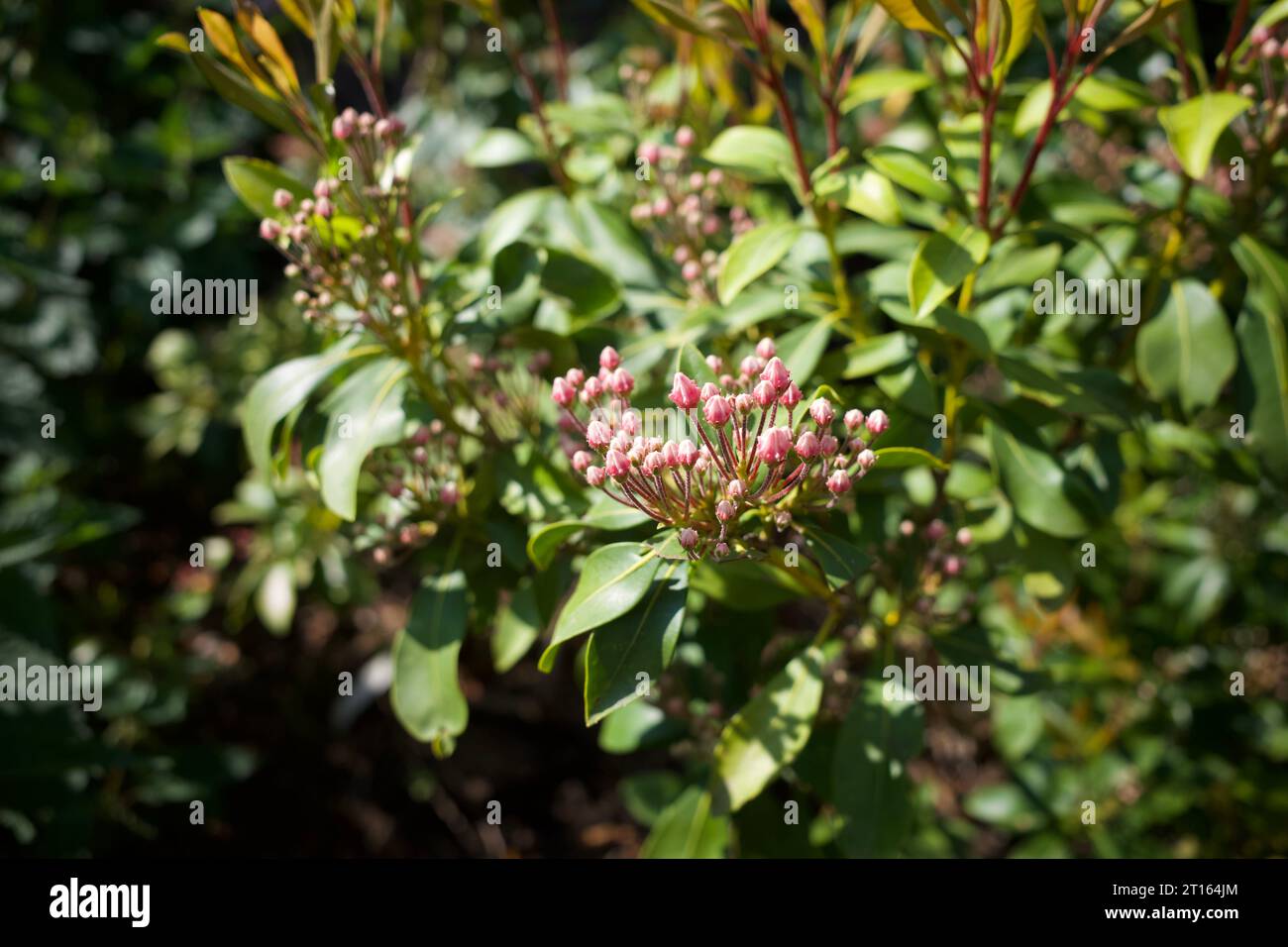 Kalmia latifolia, the mountain laurel, calico-bush, or spoonwood, is a ...
