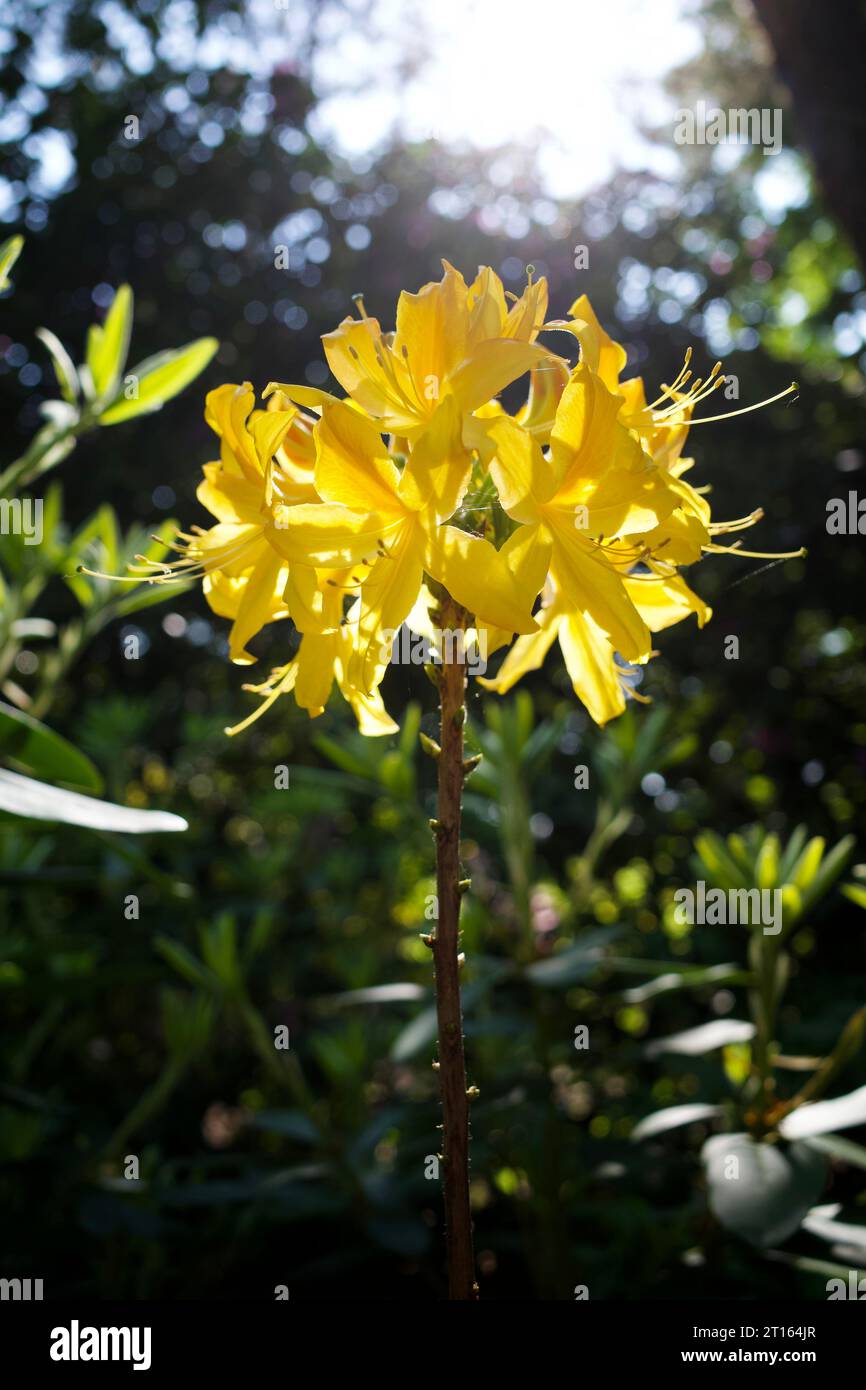 Rhododendron luteum, the yellow azalea or honeysuckle azalea, is a ...