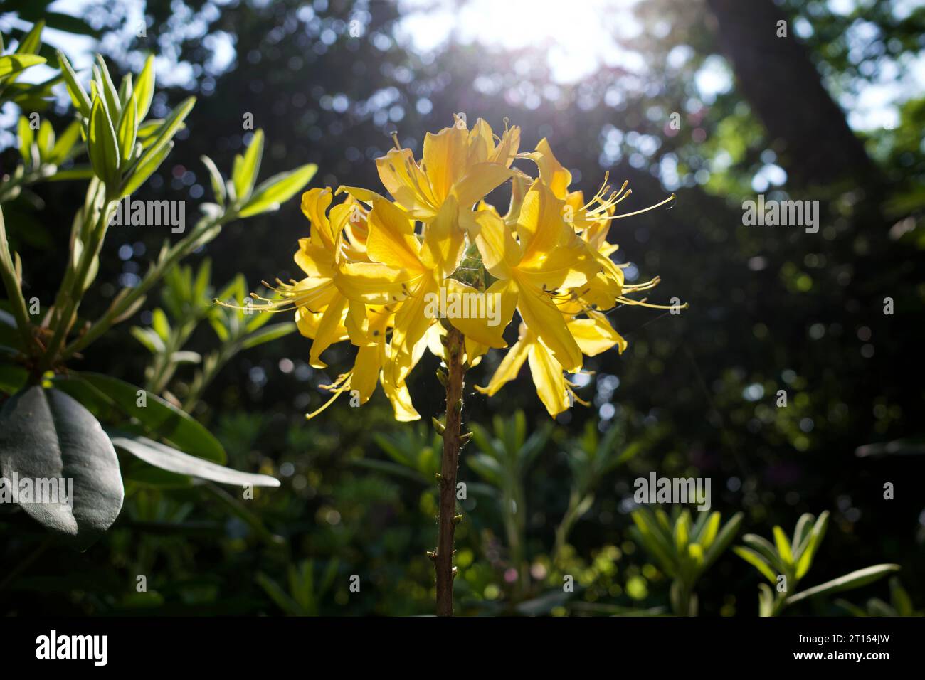 Rhododendron luteum, the yellow azalea or honeysuckle azalea, is a ...
