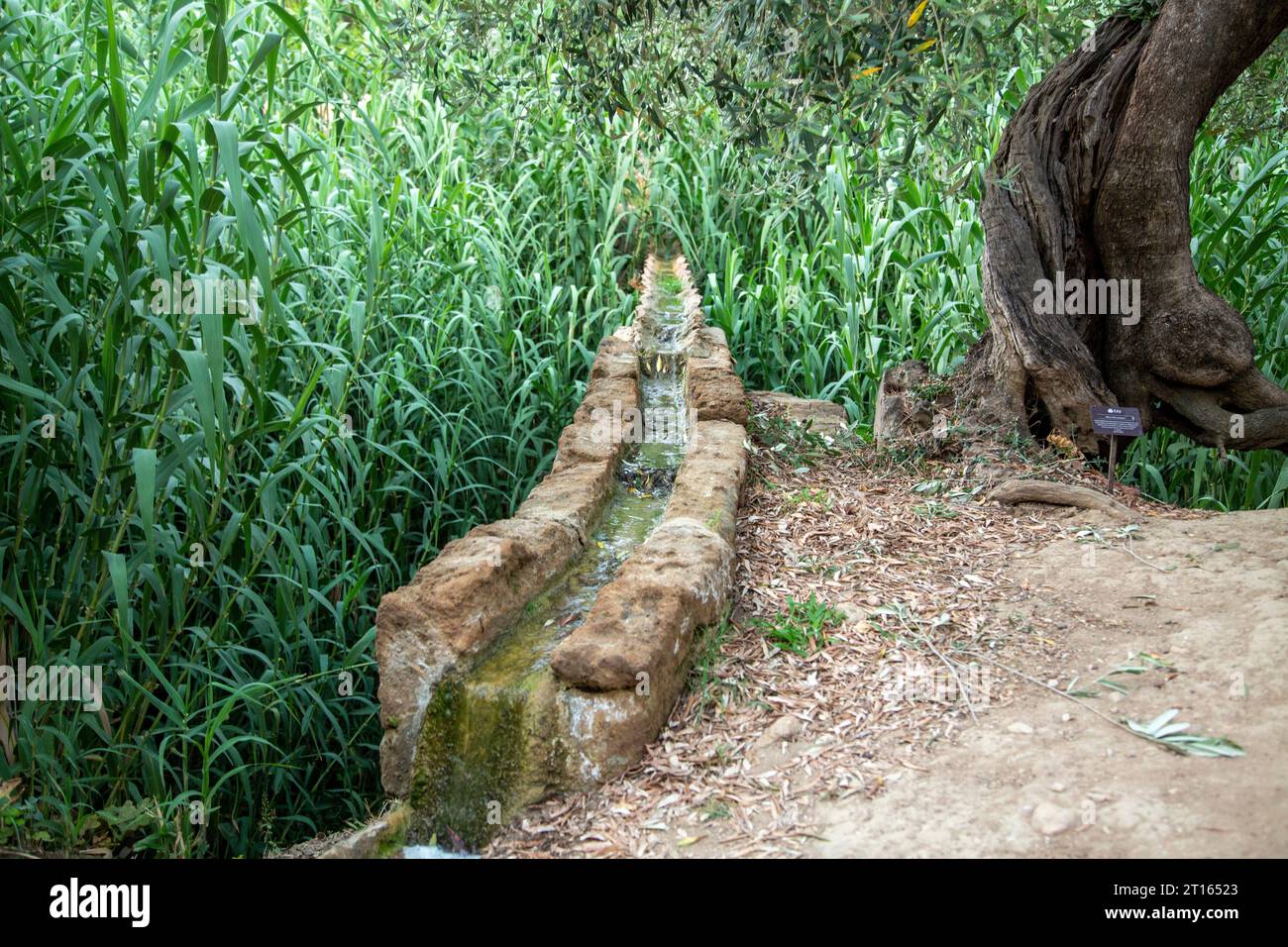 Irrigation canal in a field with a tree, horizontal view Stock Photo ...