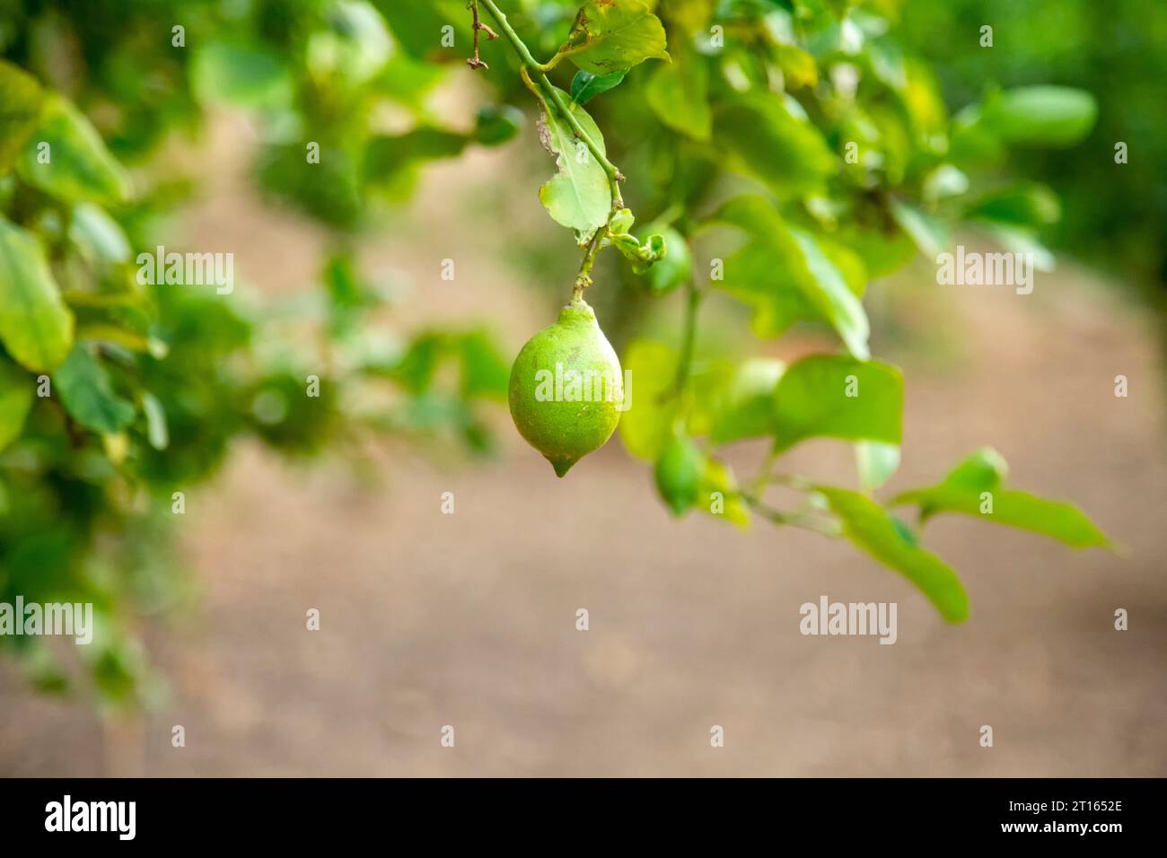 Pending plant hi-res stock photography and images - Alamy
