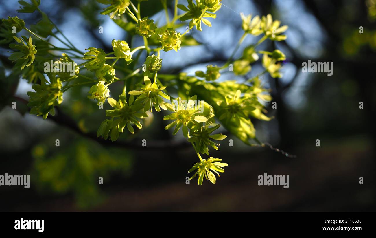 Small cluster of blossoms hi-res stock photography and images - Alamy