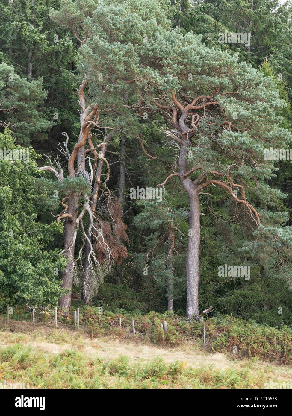 Tree details, Hopesay, Shropshire, England Stock Photo - Alamy