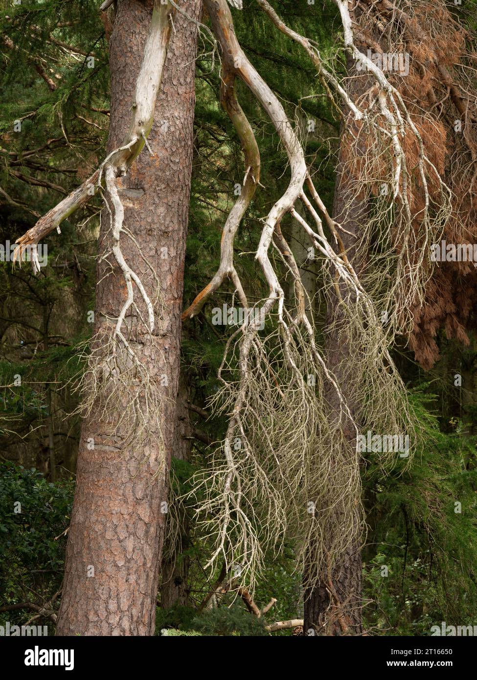 Tree details, Hopesay, Shropshire, England Stock Photo - Alamy