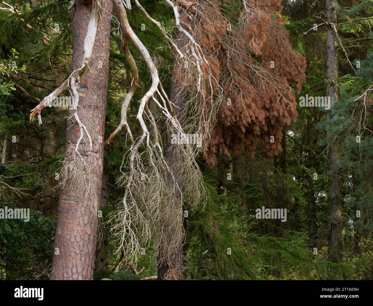 Hopesay shropshire hi-res stock photography and images - Alamy