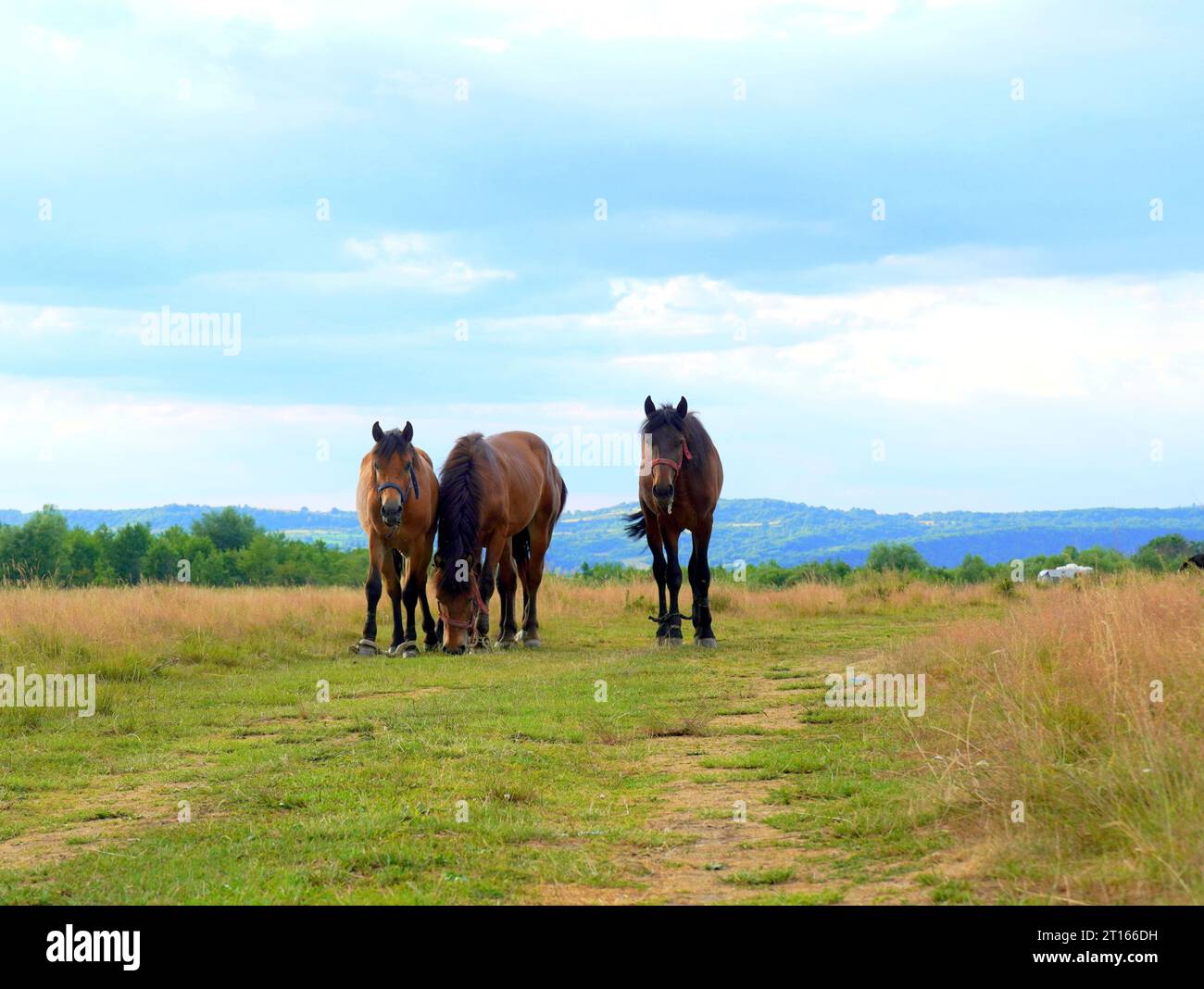 Three horses in trees hi-res stock photography and images - Alamy