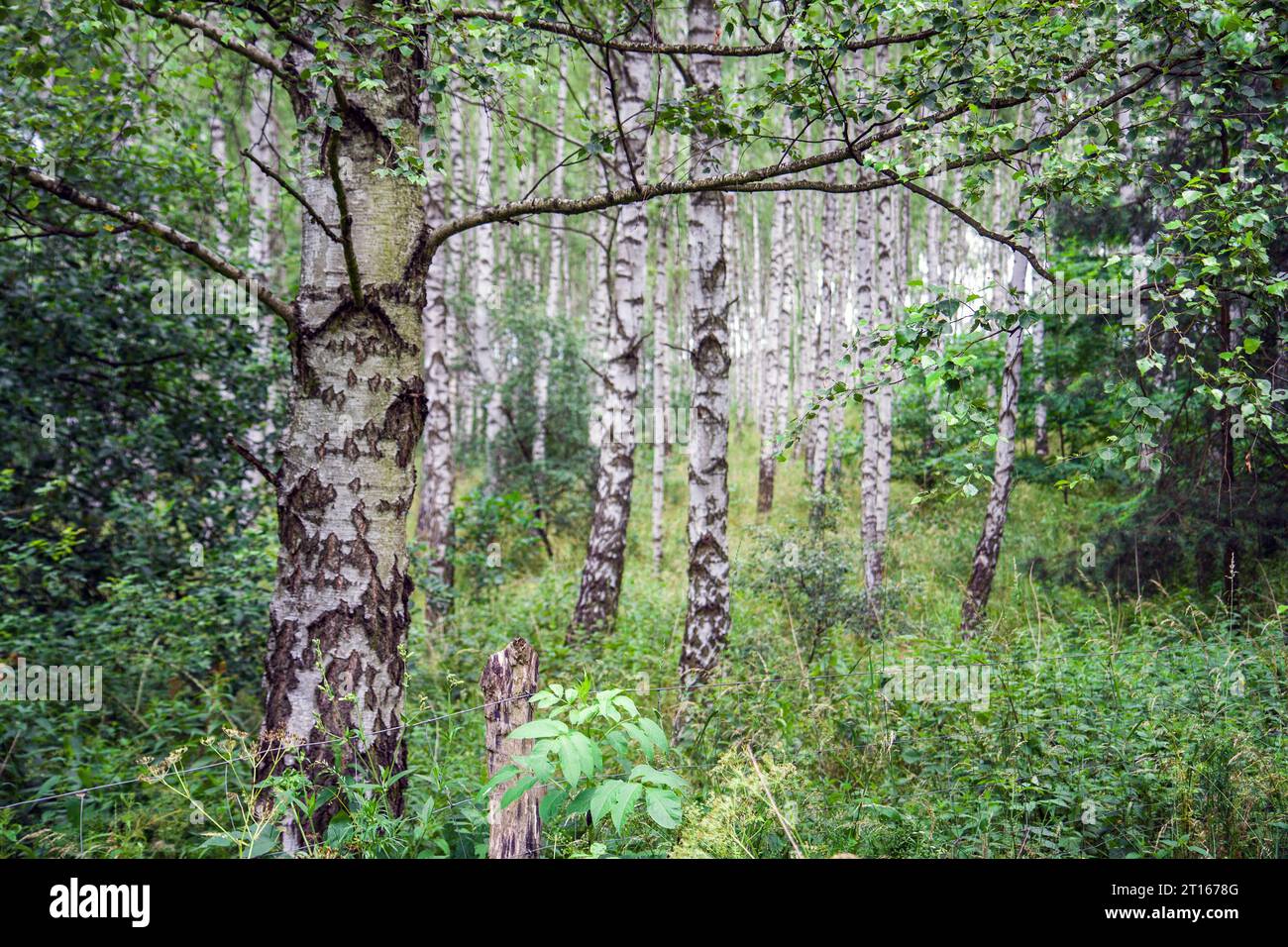 Birch forest habitat hi-res stock photography and images - Alamy