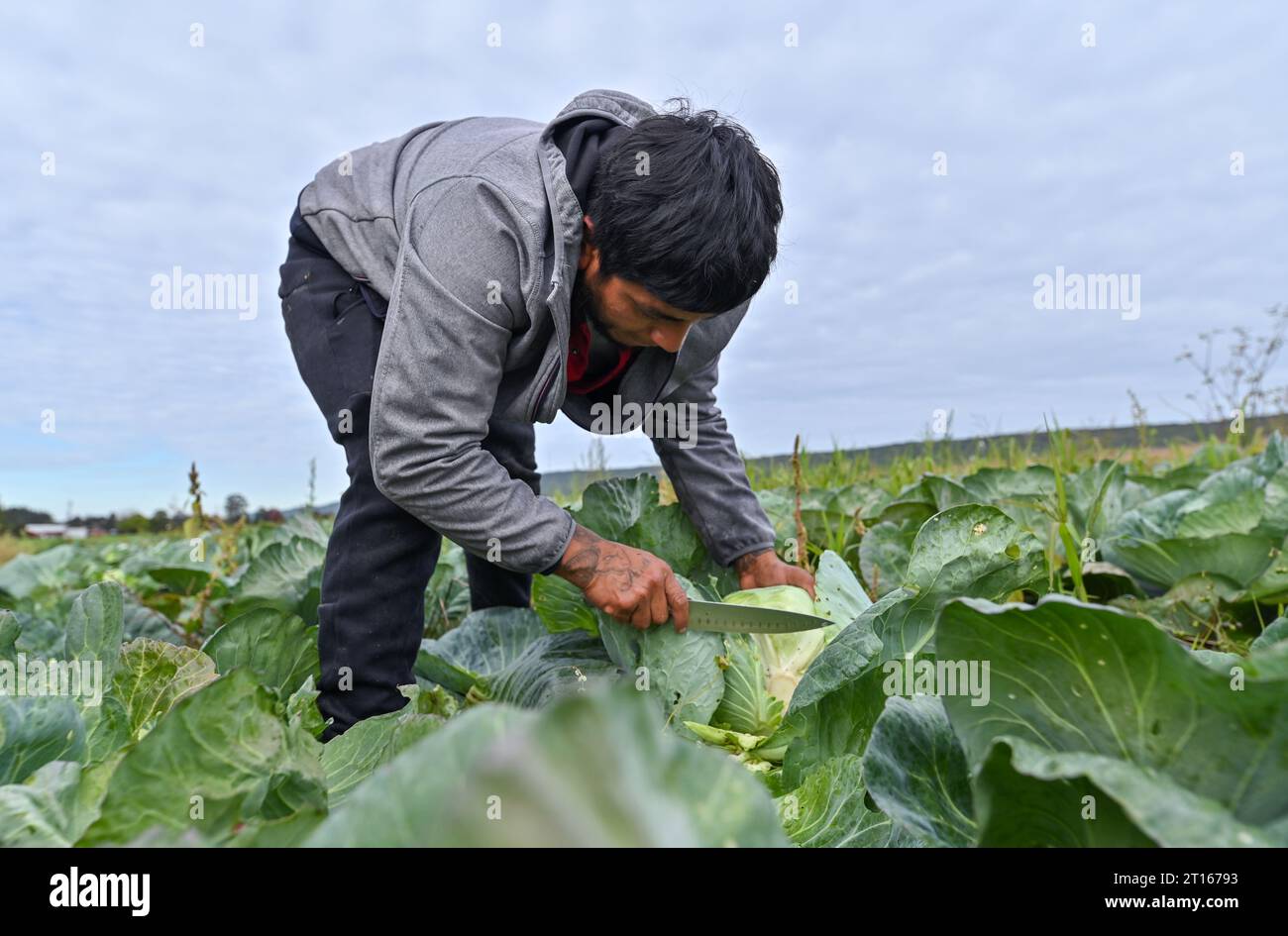 Danny Gomez harvests cabbage at Burgers Farm in Drums. Harvesting ...