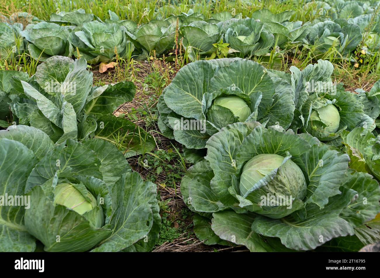 Rows of cabbage. Harvesting cabbage at Burger's farm in Drums ...