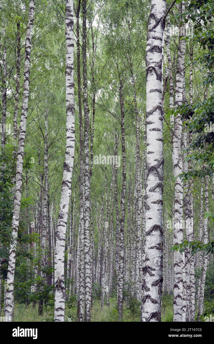 Birch forest habitat hi-res stock photography and images - Alamy