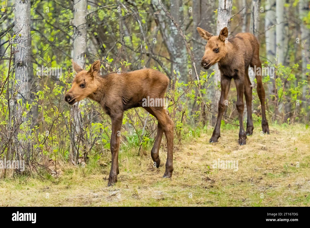 Calf moose in river hi-res stock photography and images - Alamy