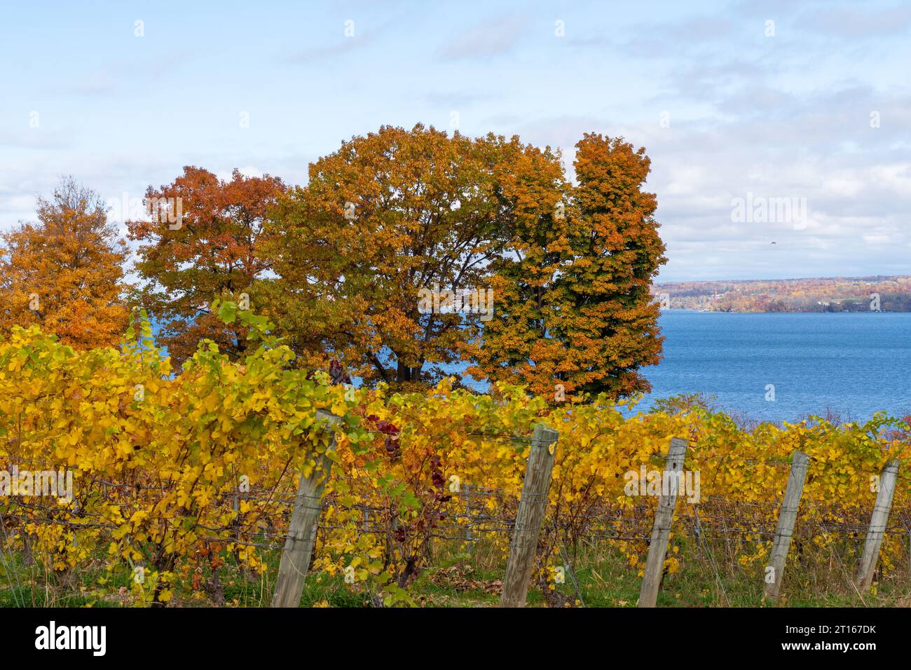 Finger Lakes Vineyard with beautiful Autumn Colors on Cayuga Lake near ...