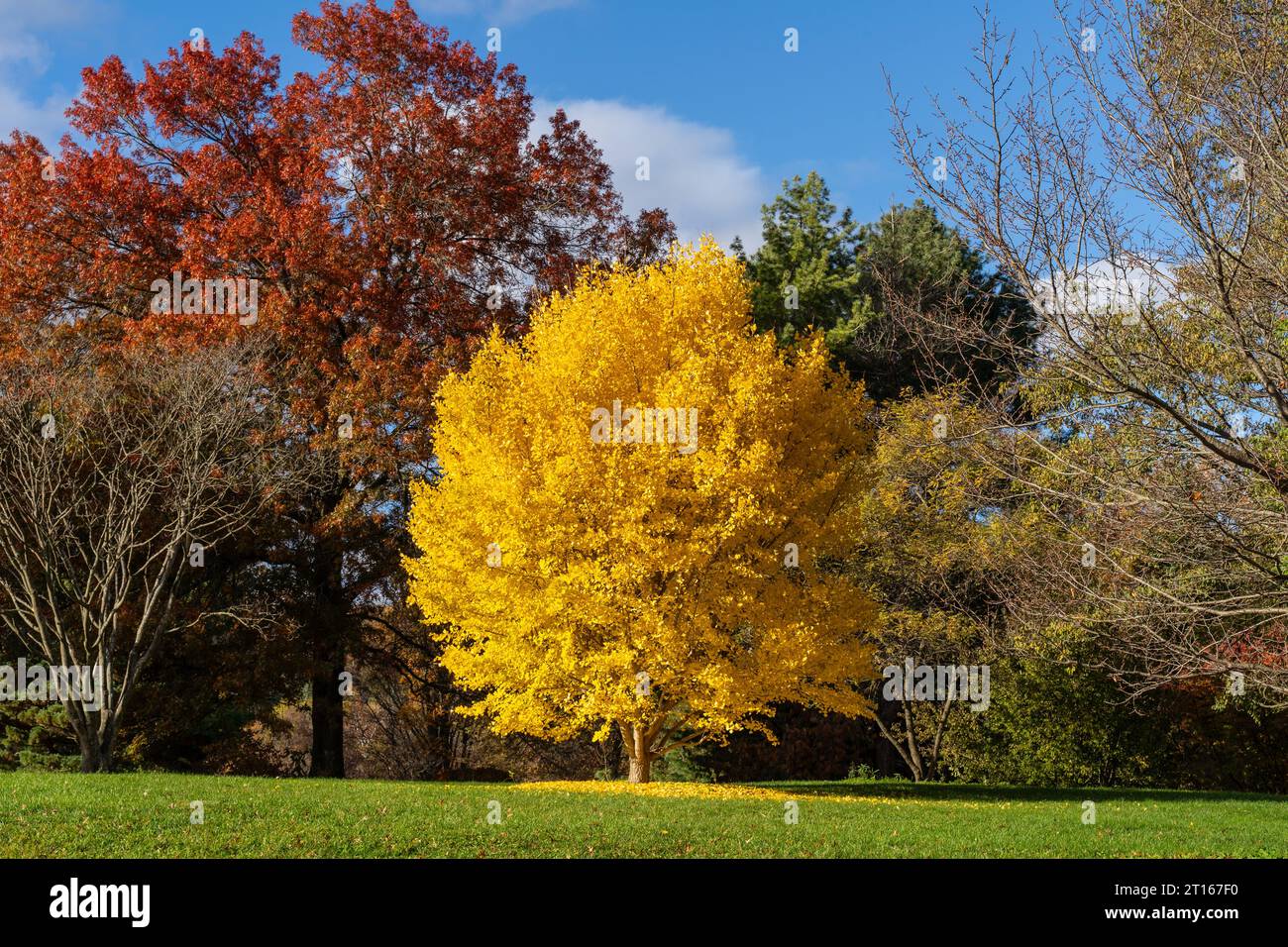 Beautiful Fall Foliage Photo captures a yellow poplar tree in Ithaca ...