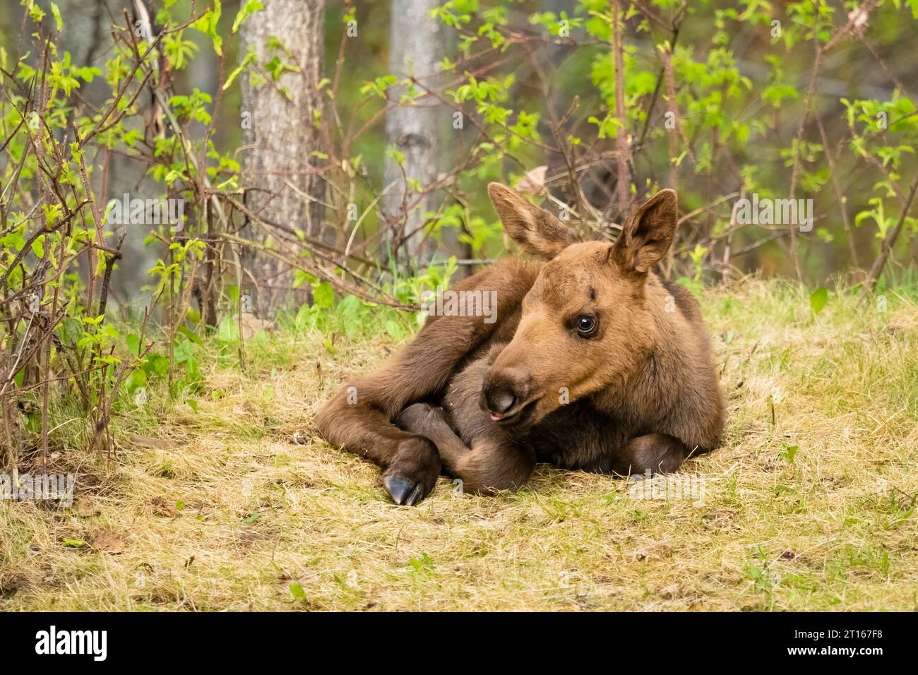 Resting alaska moose hi-res stock photography and images - Alamy