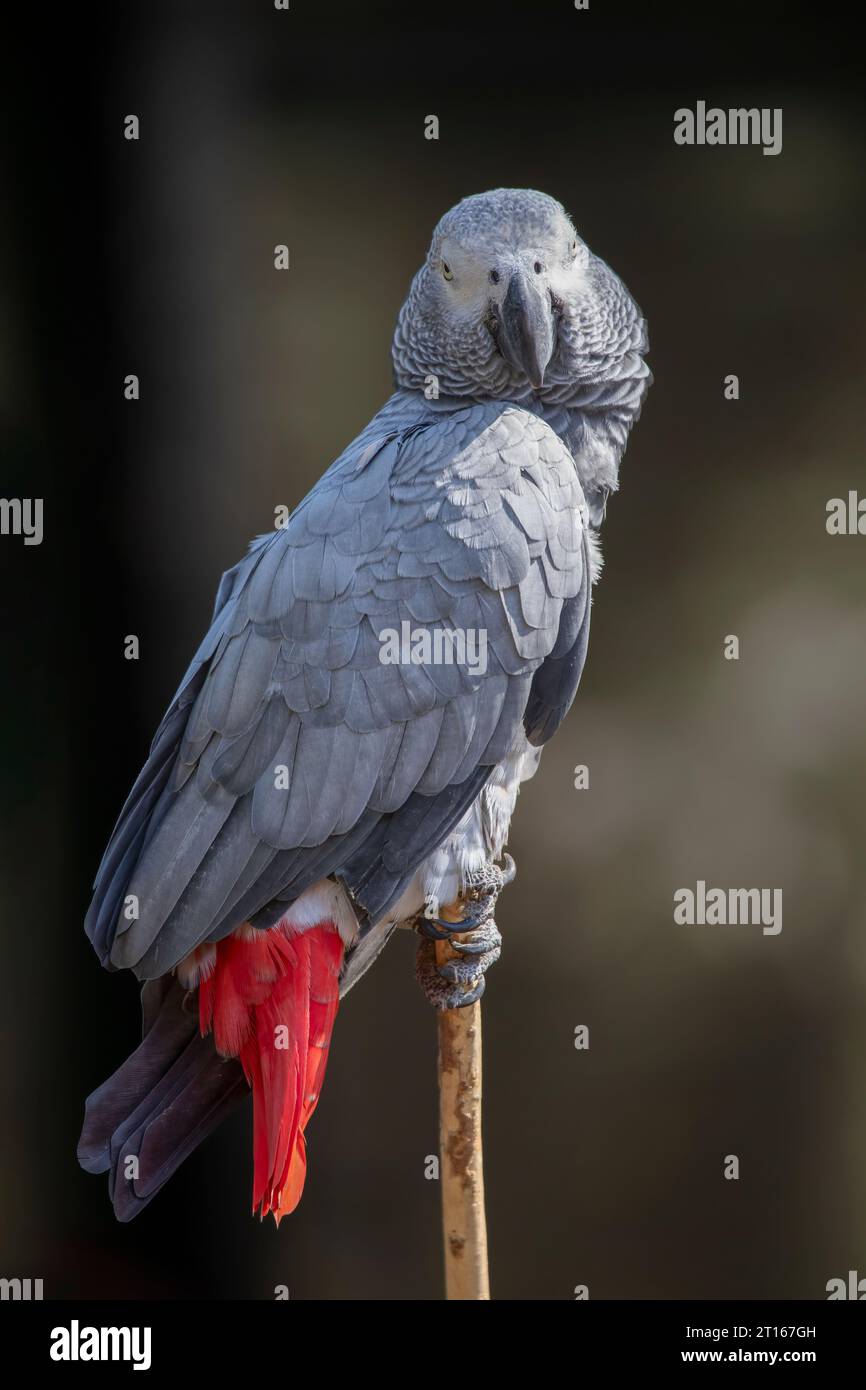 A portrait of an African Grey parrot as it is perched on the top pf an ...