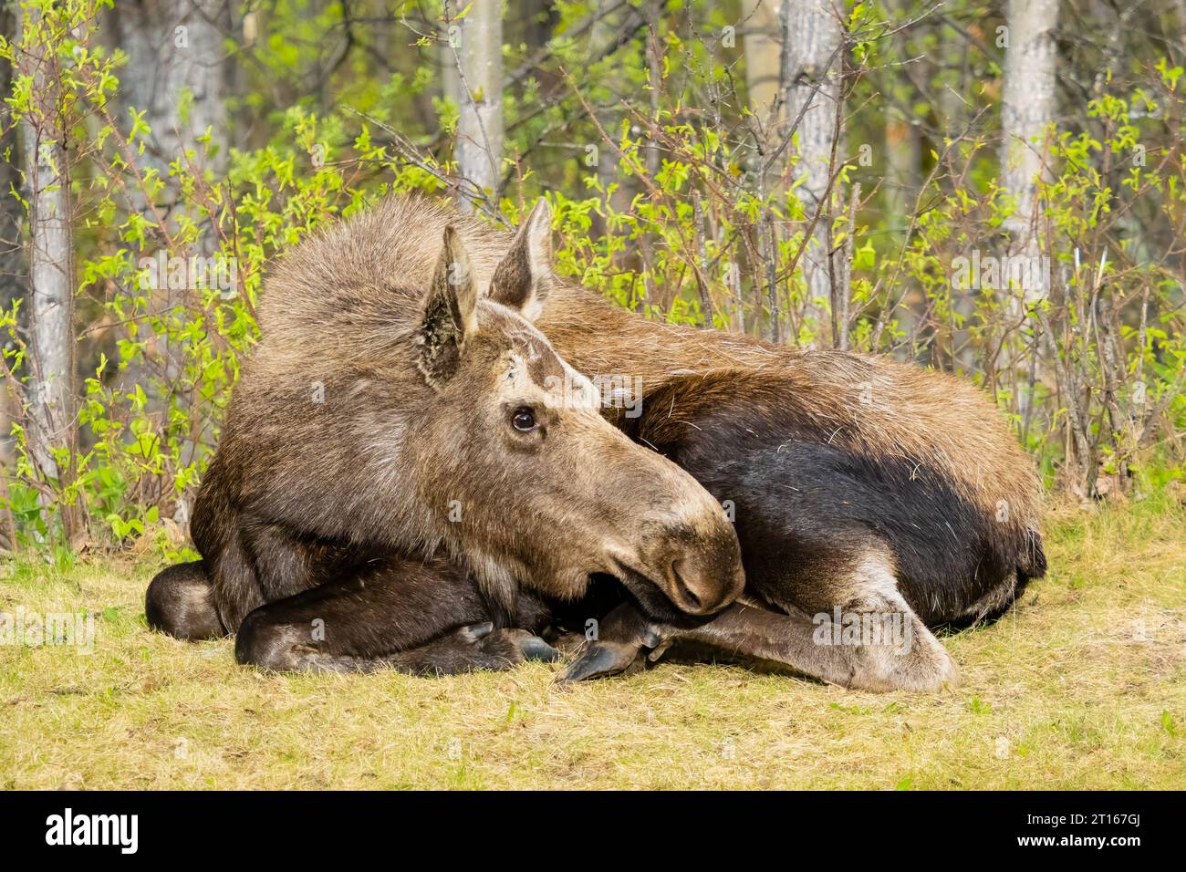 Resting alaska moose hi-res stock photography and images - Alamy