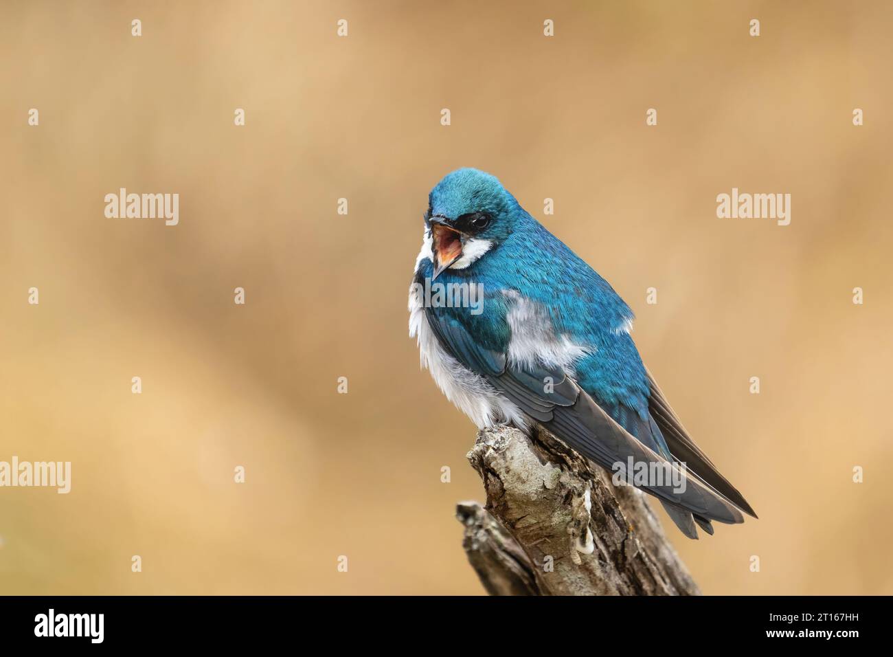Tree Swallow vocalizing on perch at Potter Marsh in Southcentral Alaska ...