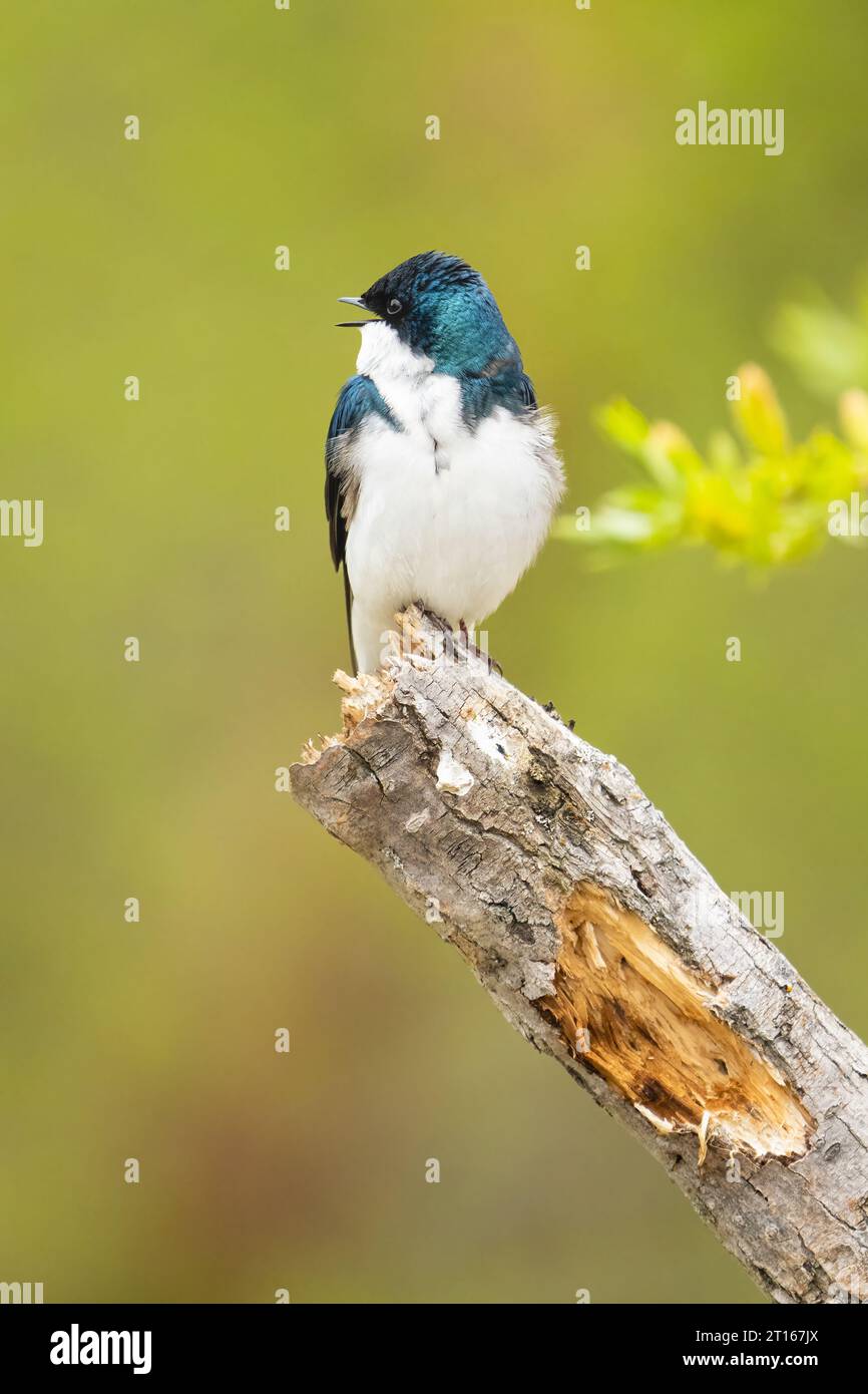 Tree Swallow perched at Potter Marsh in Southcentral Alaska Stock Photo ...