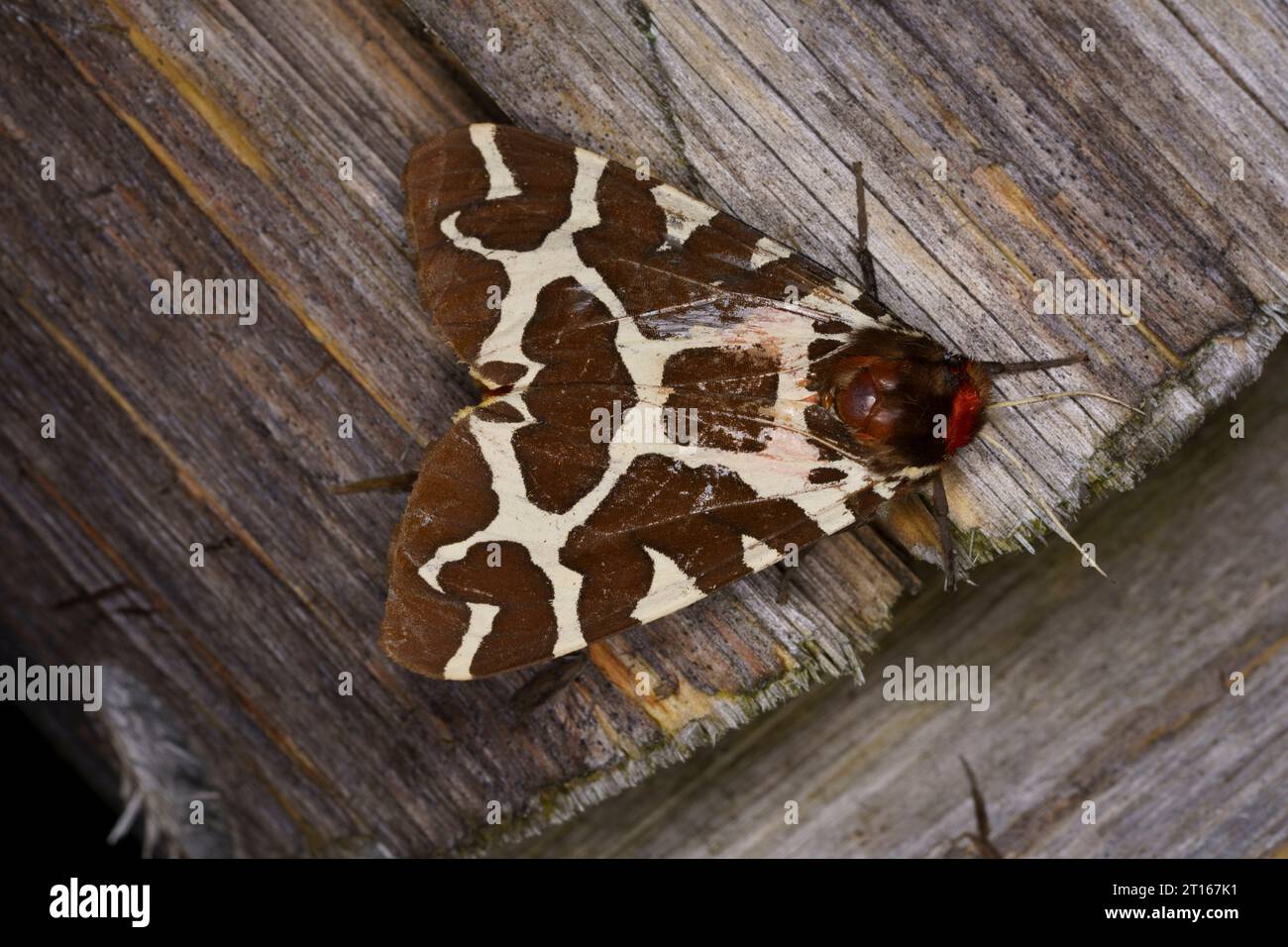 Arctia caja Family Erebidae Genus Arctia Garden tiger moth Great tiger ...