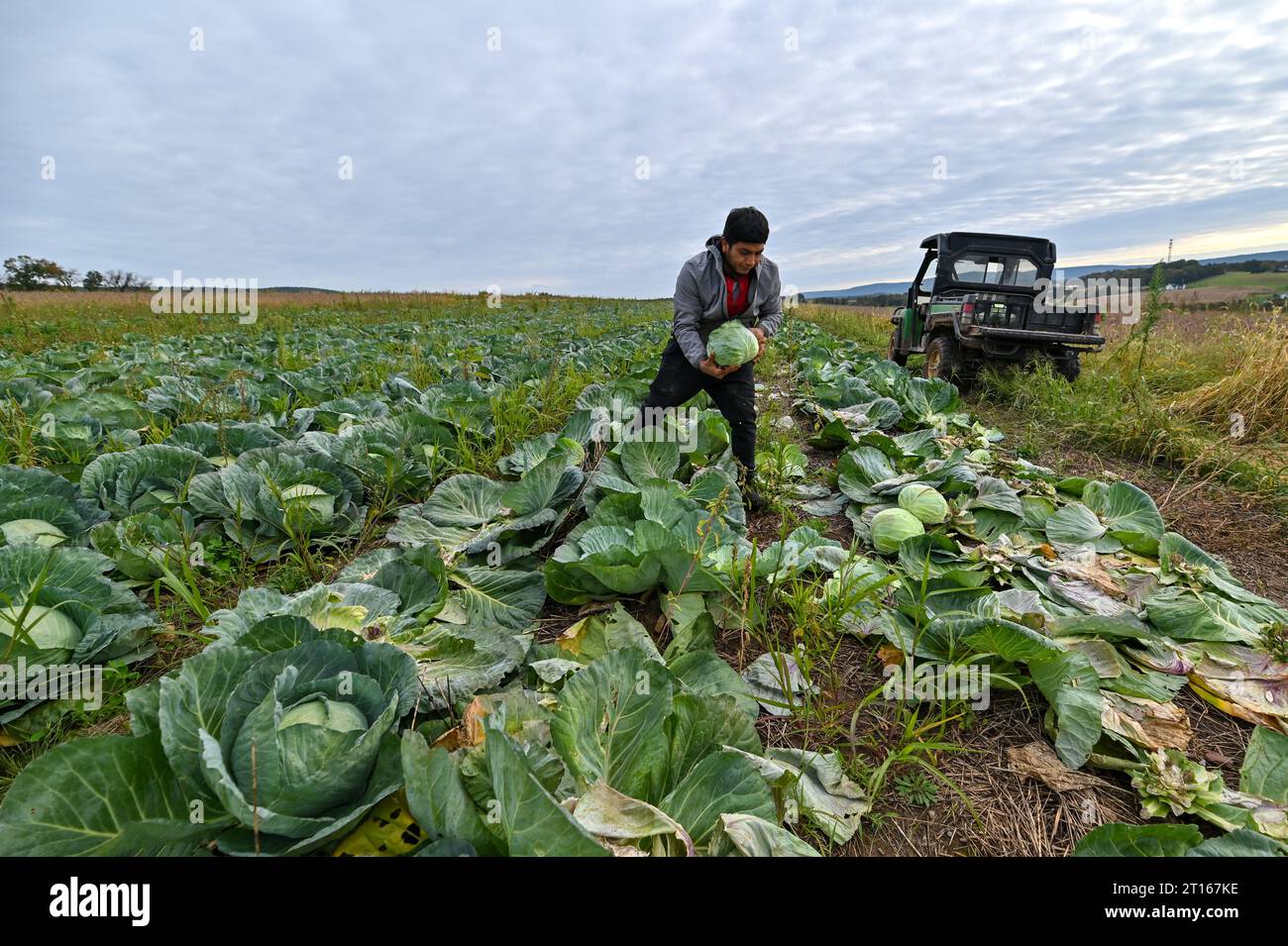 Drums, United States. 11th Oct, 2023. Danny Gomez harvests cabbage at ...