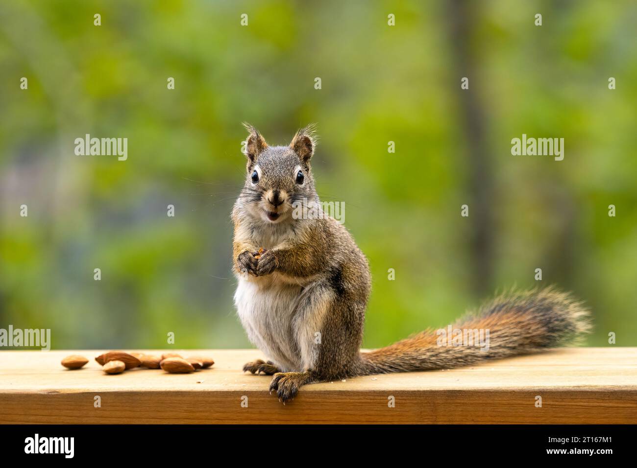 Red Squirrel foraging almonds from deck in Southcentral Alaska Stock ...