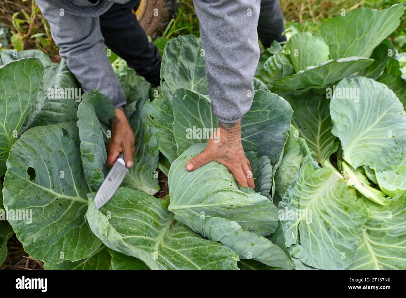 Drums, United States. 11th Oct, 2023. Danny Gomez harvests cabbage at ...