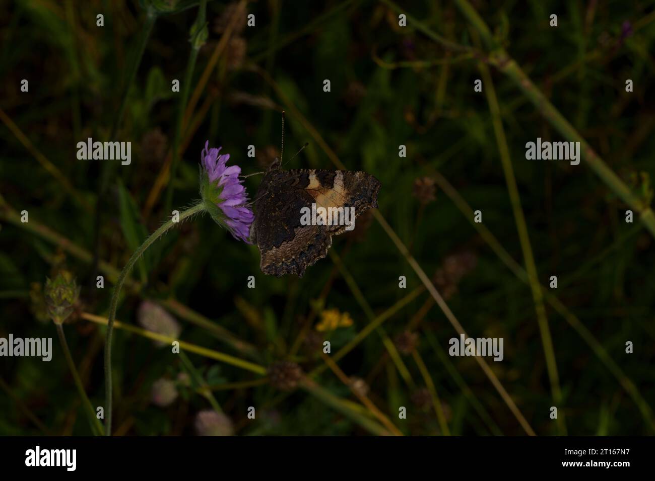 Aglais urticae Family Nymphalidae Genus Aglais Small tortoiseshell ...