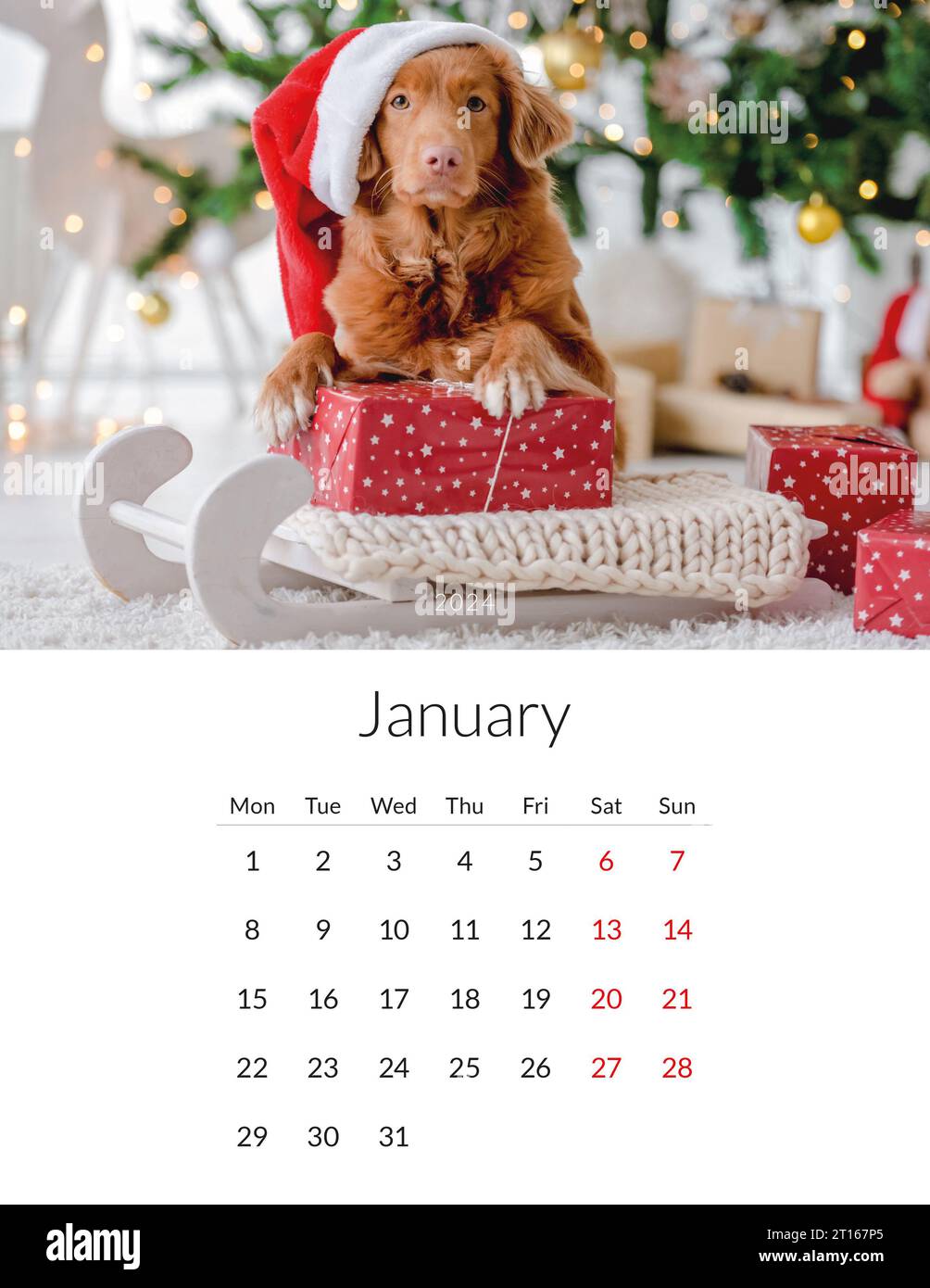 January 2024 year Photo calendar with cute dogs. Annual daily planner ...
