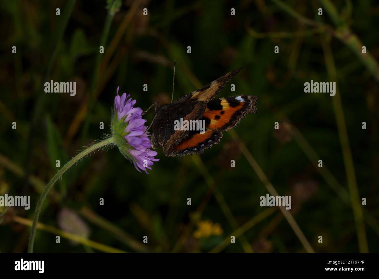 Aglais urticae Family Nymphalidae Genus Aglais Small tortoiseshell ...
