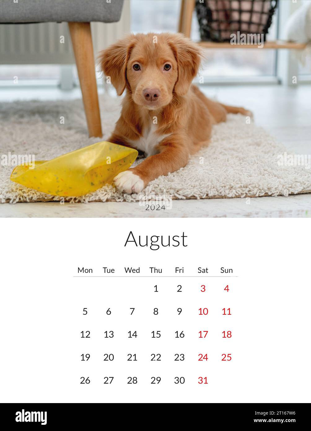August 2024 year Photo calendar with cute dogs. Annual daily planner ...