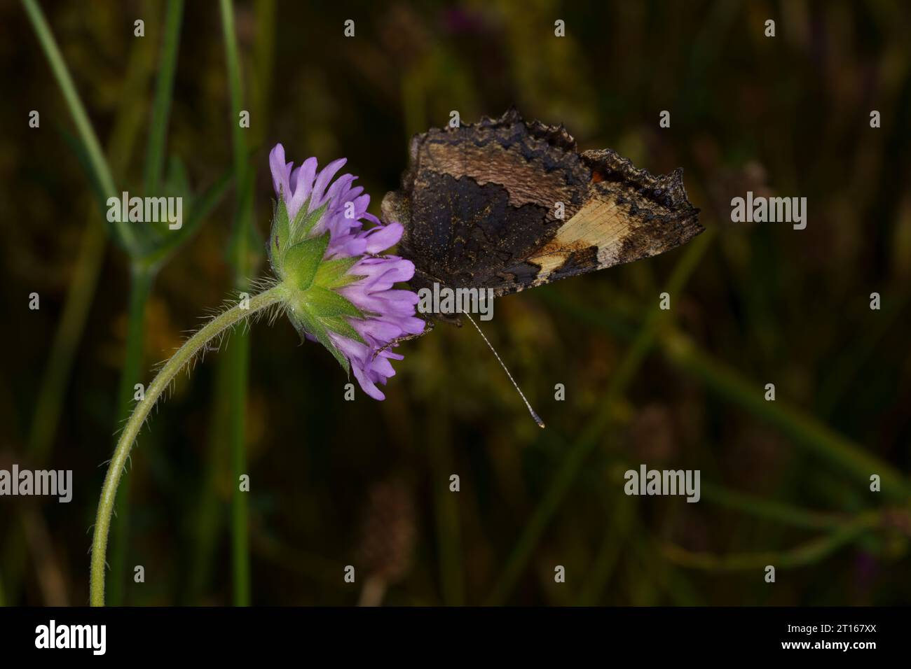Aglais urticae Family Nymphalidae Genus Aglais Small tortoiseshell ...