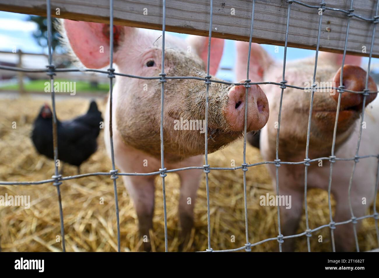 Drums, Pennsylvania, USA. 11th Oct, 2023. Pigs wait for food at Burgers ...