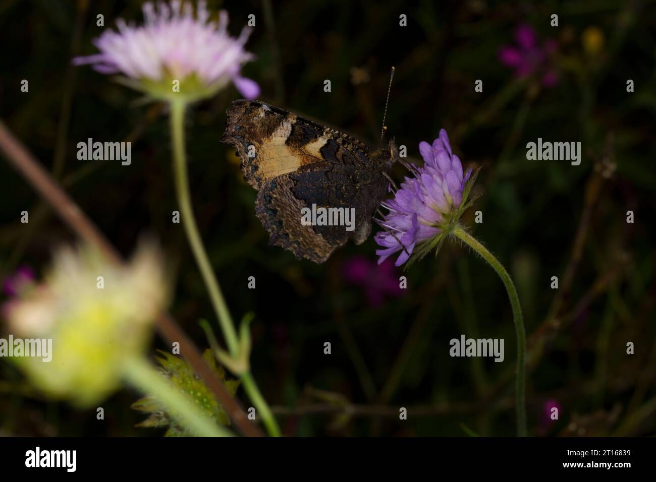 Aglais urticae Family Nymphalidae Genus Aglais Small tortoiseshell ...
