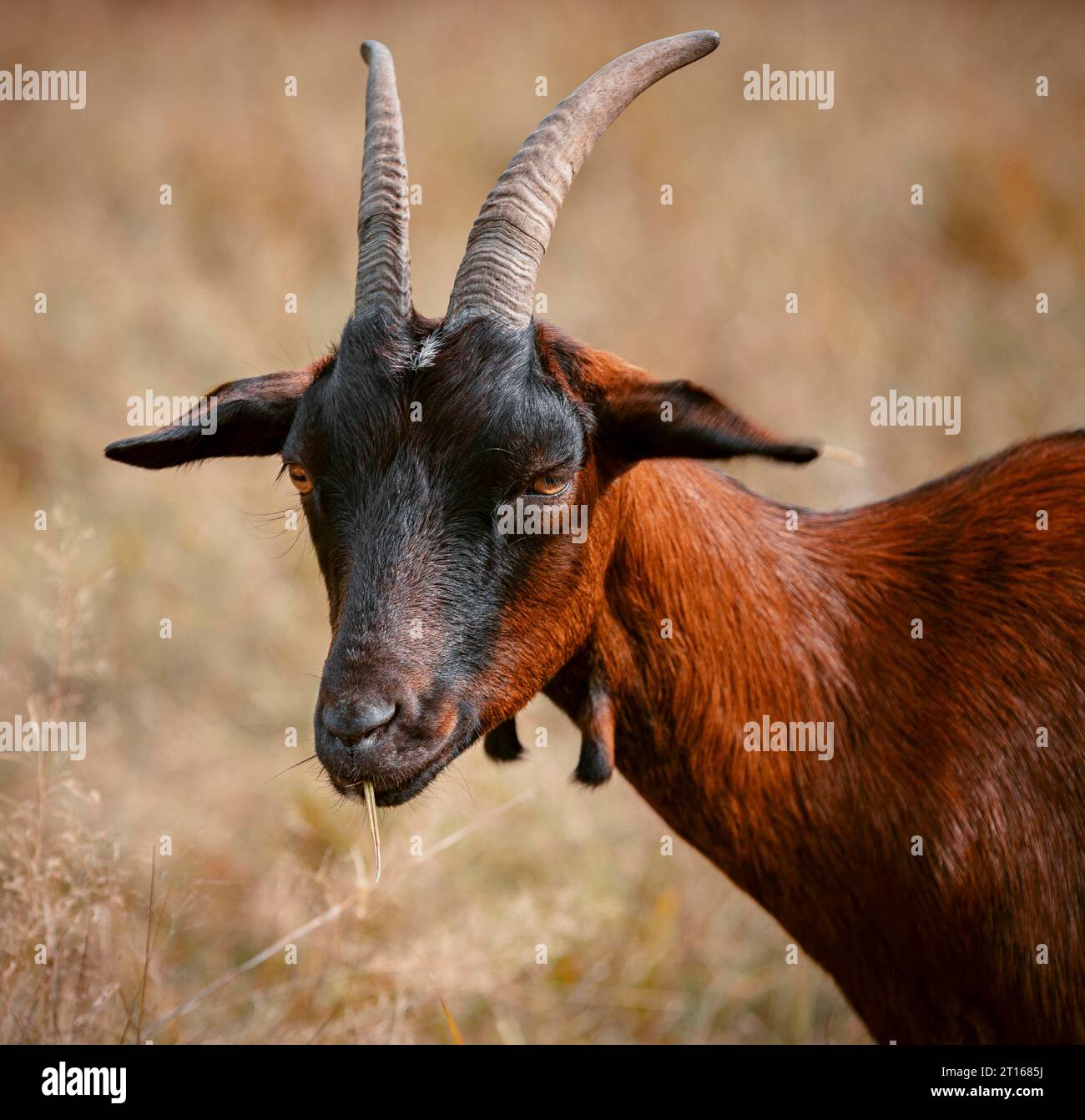 Brown goat with blade of grass in mouth, close-up, Blockheide, Lower ...