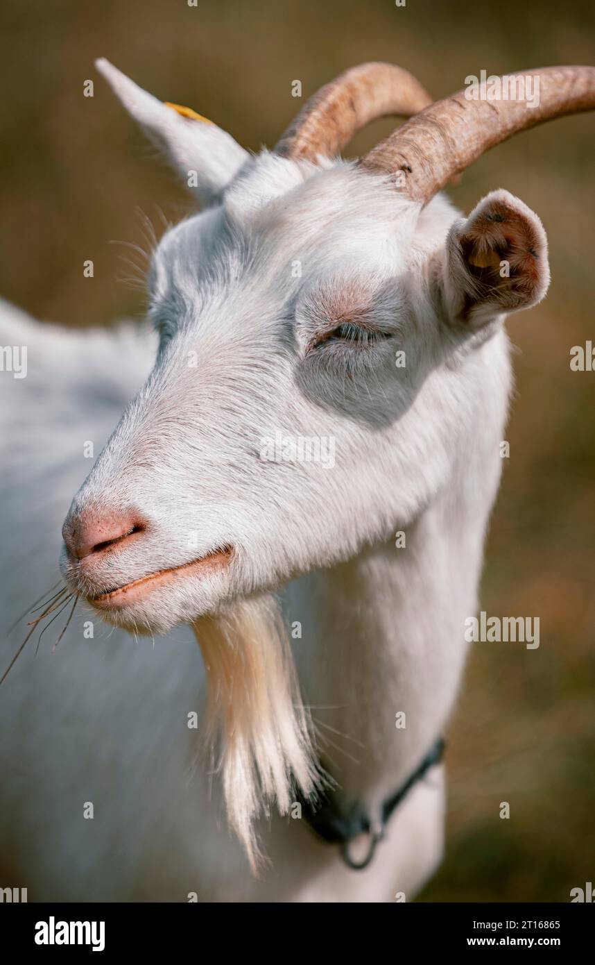 White goat with blade of grass in its mouth, close-up, Blockheide ...