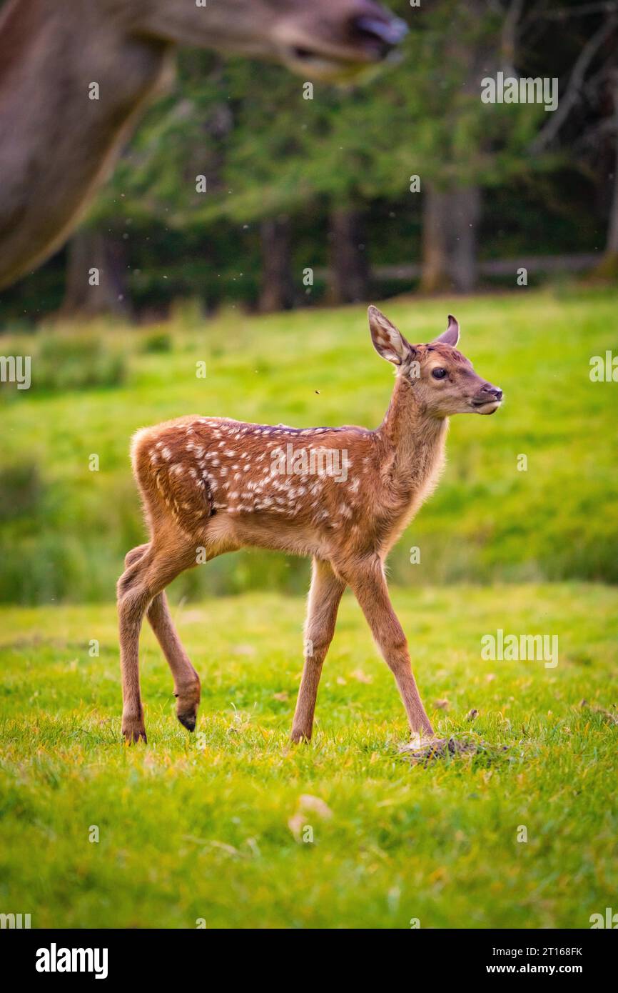 Young roe deer calf in the forest, Black Forest, Enzkloesterle, Germany ...