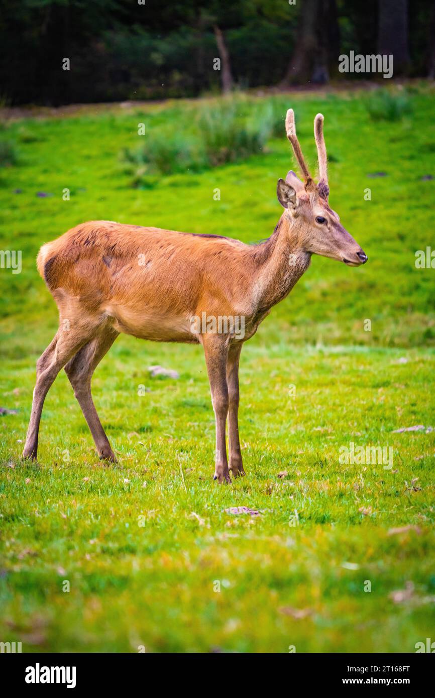 Deer roe new forest hi-res stock photography and images - Alamy