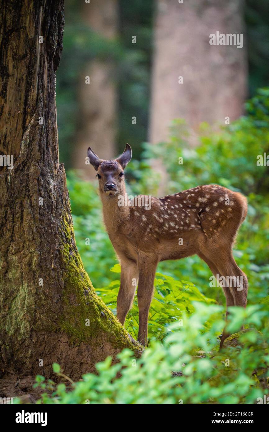 Young roe deer calf in the forest, Black Forest, Enzkloesterle, Germany ...