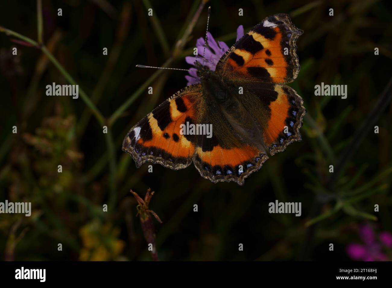 Aglais urticae Family Nymphalidae Genus Aglais Small tortoiseshell ...
