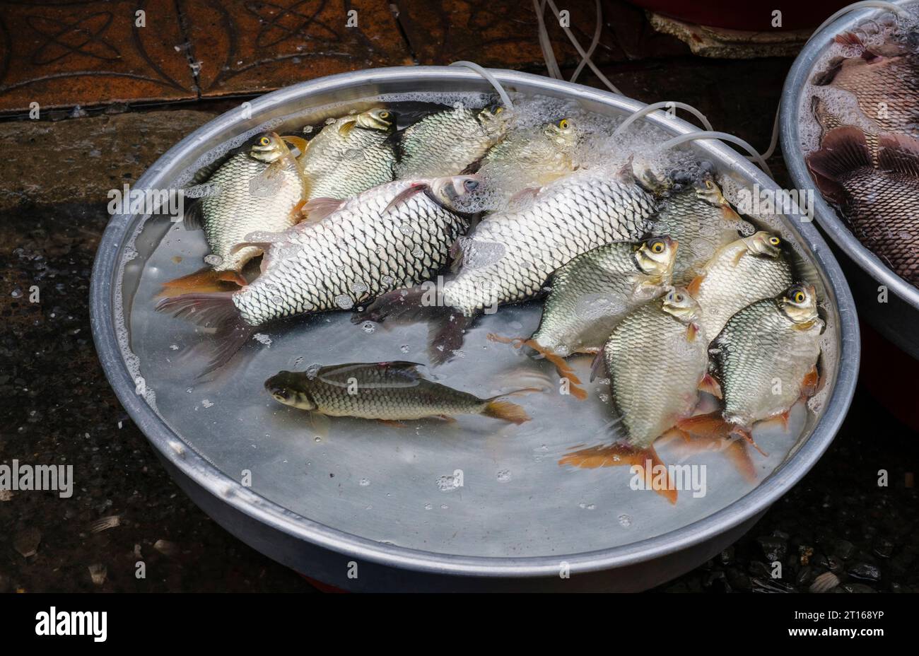 Can Tho, Vietnam. Early Morning Market. Fish Kept Alive in Aerated ...