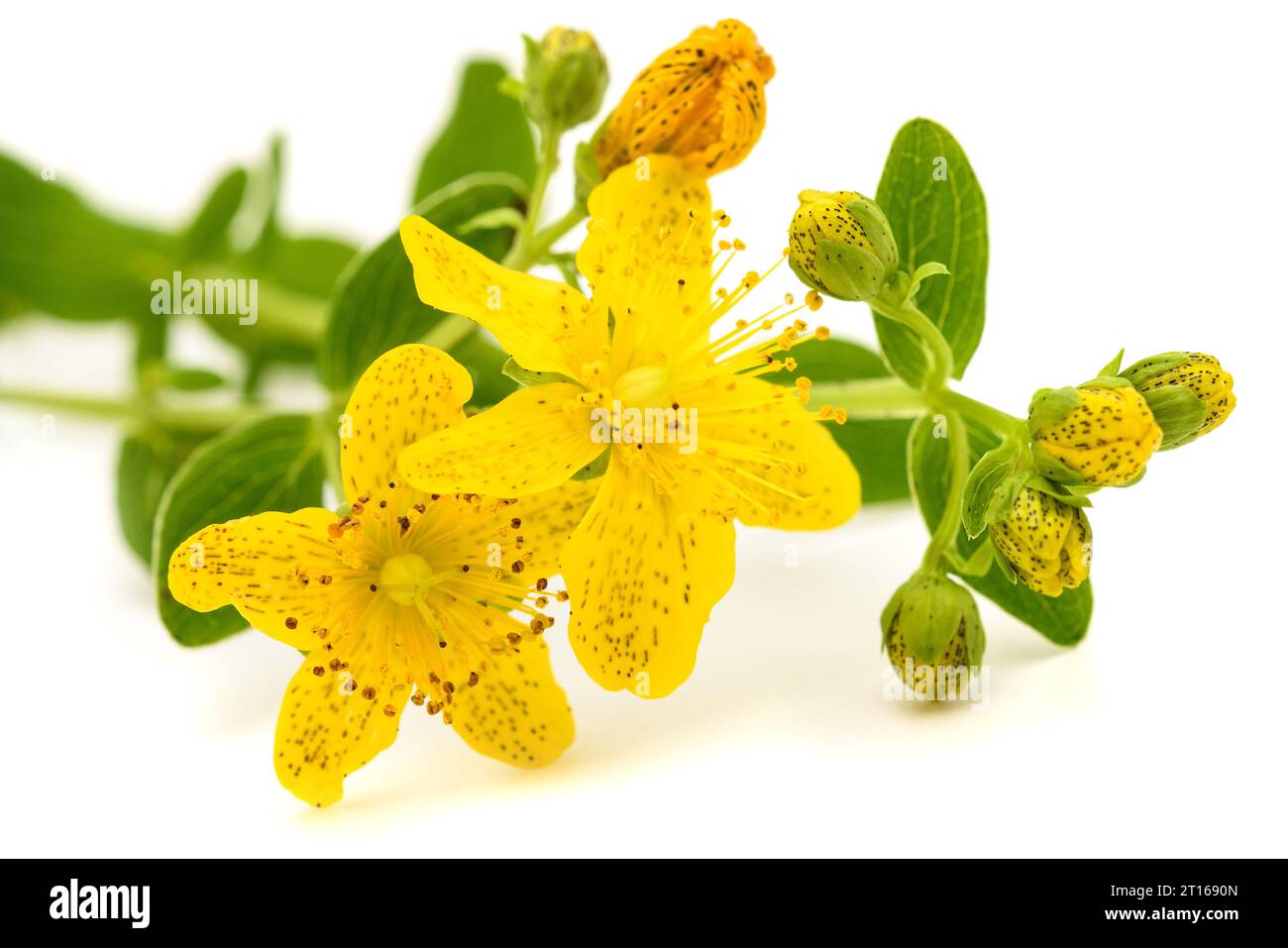 St. John's wort flowers isolated on white background Stock Photo - Alamy